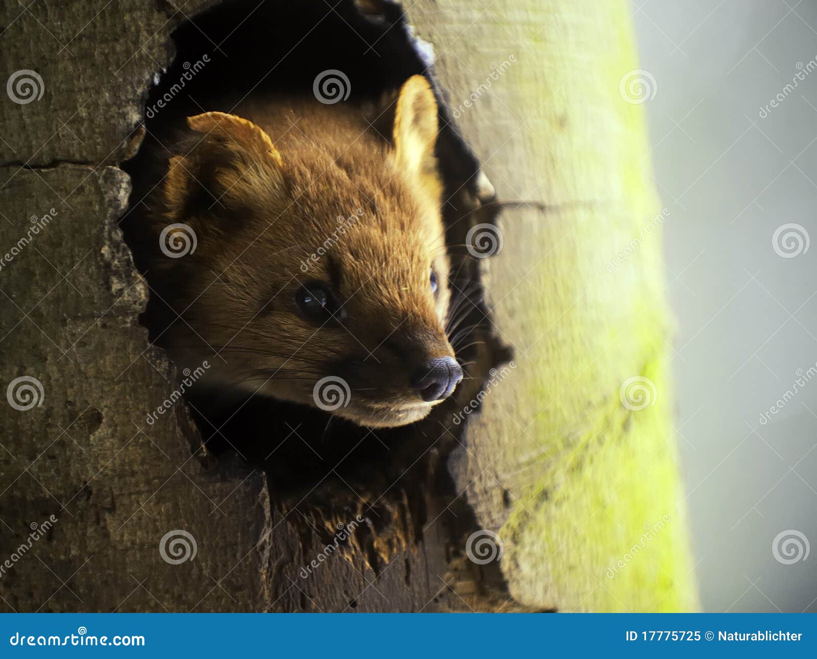 European Pine Marten stock image. Image of cute, natural - 17775725