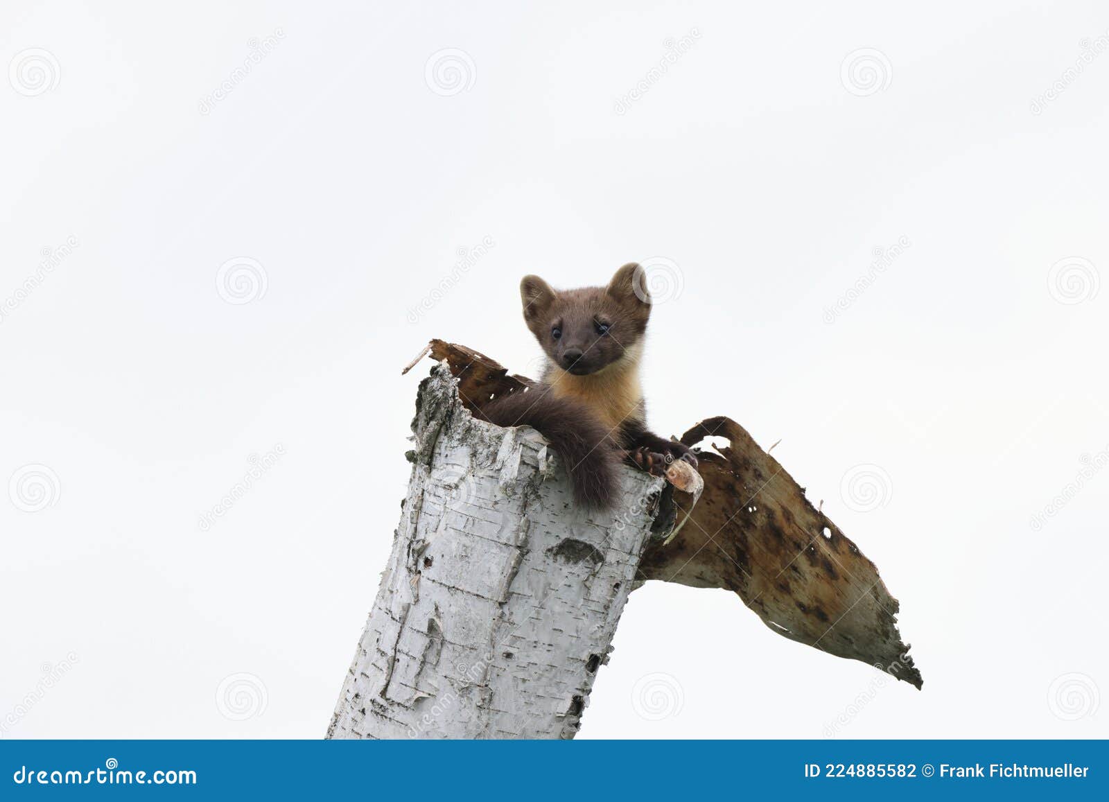 European Pine Marten (Martes Martes) Usedom Germany Stock Photo - Image ...