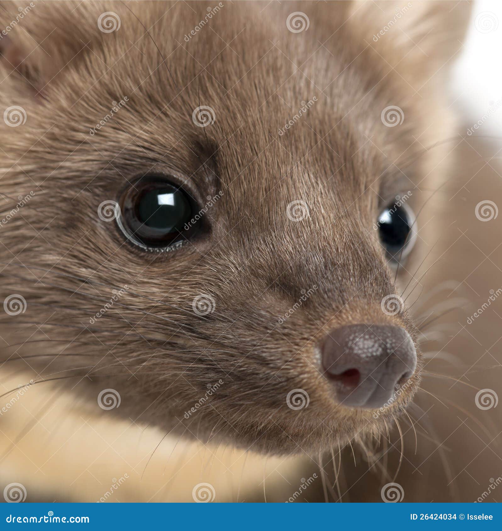 European Pine Marten Or Pine Marten Royalty-Free Stock Photo ...