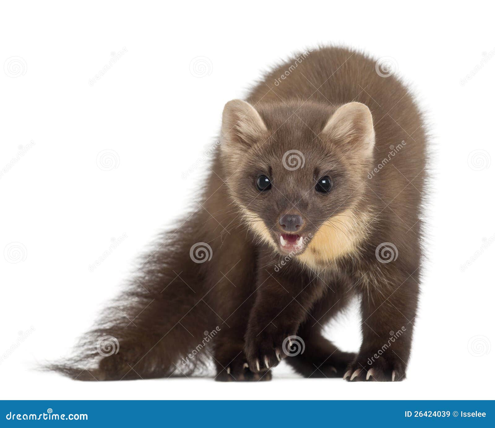 European Pine Marten or Pine Marten Stock Image - Image of wildlife ...
