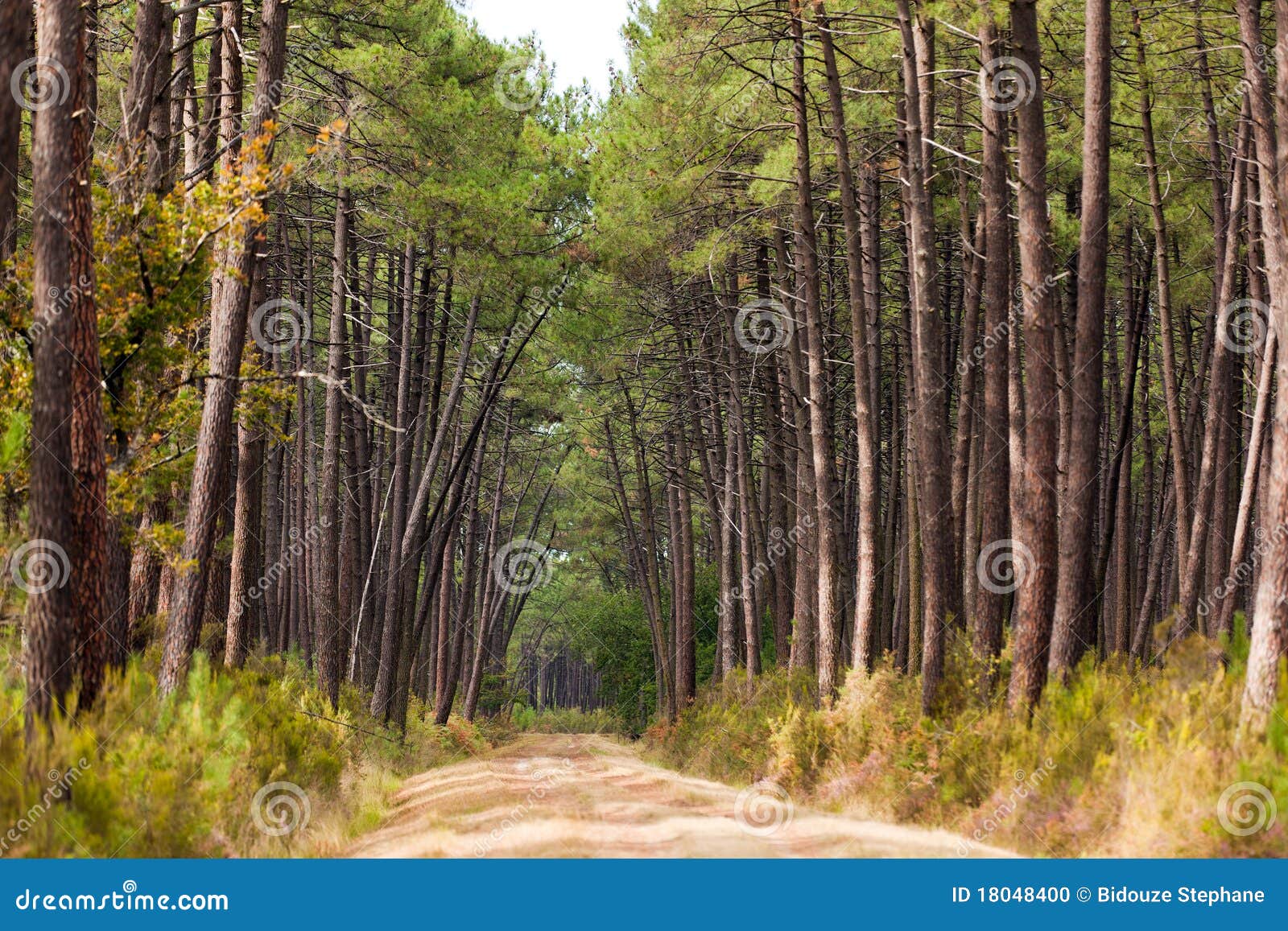 European pine tree forest stock photo. Image of woodland - 18048400