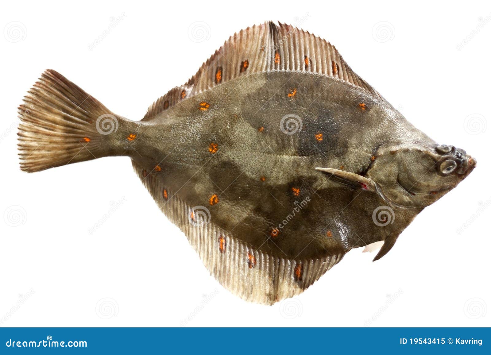 European plaice stock image. Image of pleuronectes, plaice - 19543415