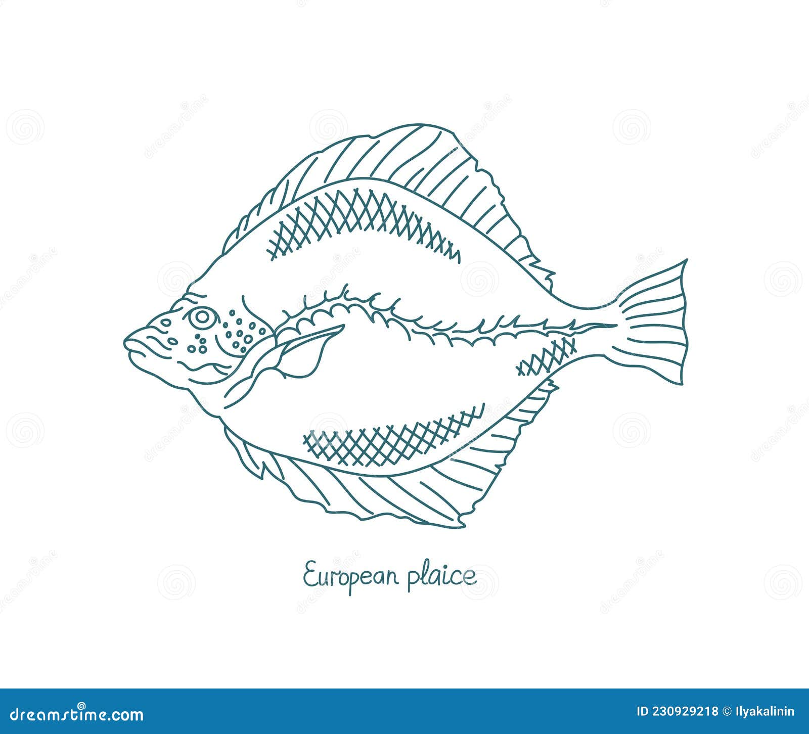 The European Plaice Fish. Pleuronectes Platessa. Flatfish. Open Paths ...