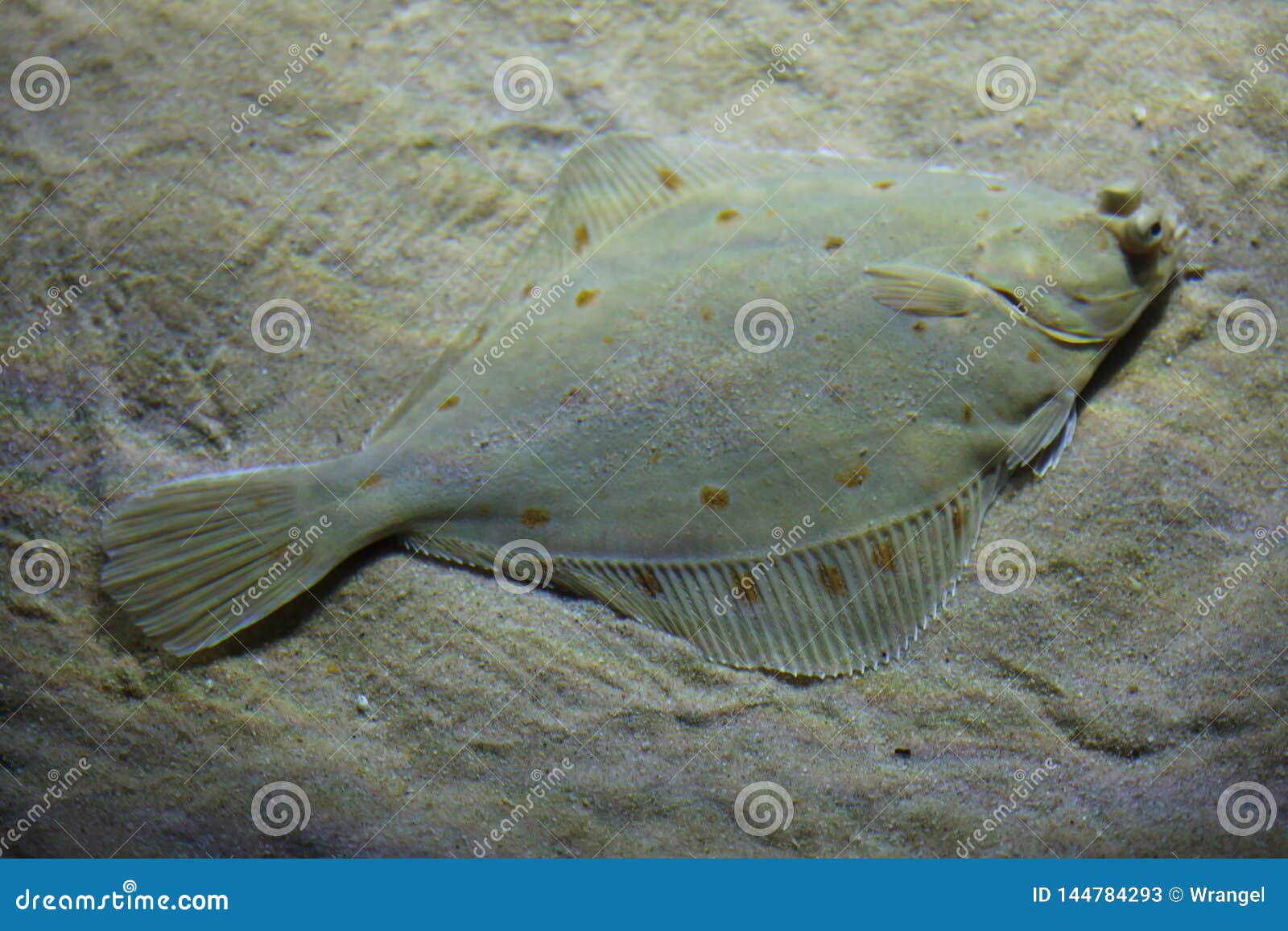 European Plaice Pleuronectes Platessa Stock Image - Image of black ...