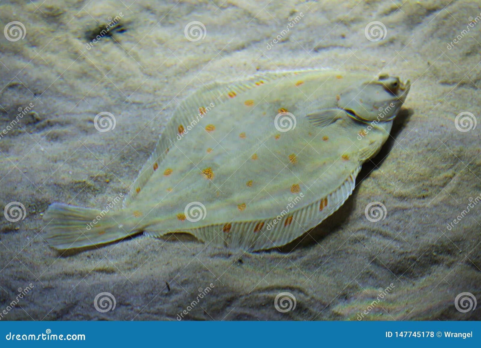 European Plaice Pleuronectes Platessa Stock Photo - Image of europe ...