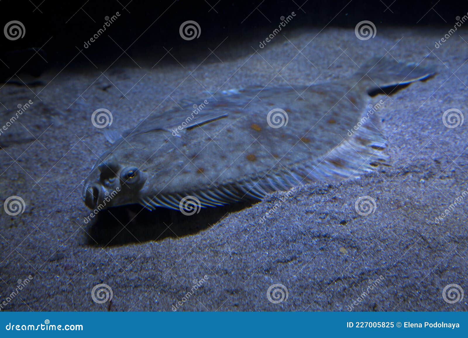 The European Plaice Pleuronectes Platessa. Stock Image - Image of water ...