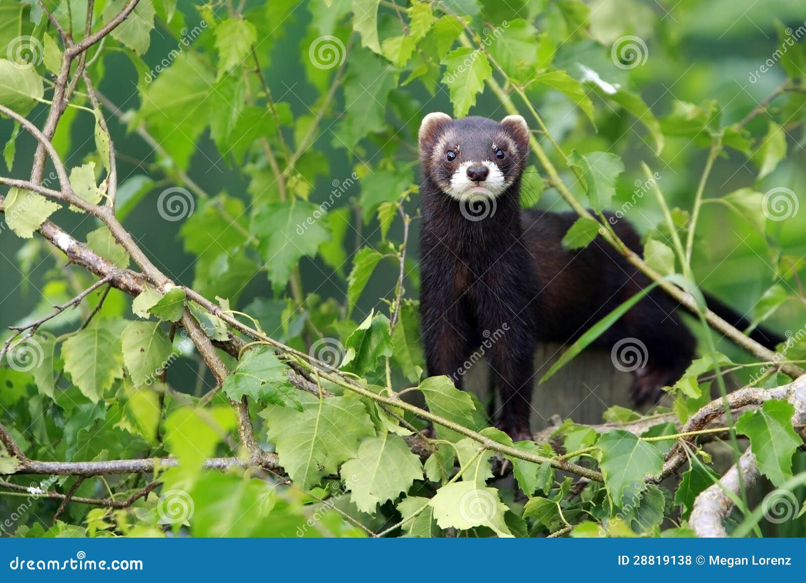 European Polecat stock photo. Image of forest, polecat - 28819138