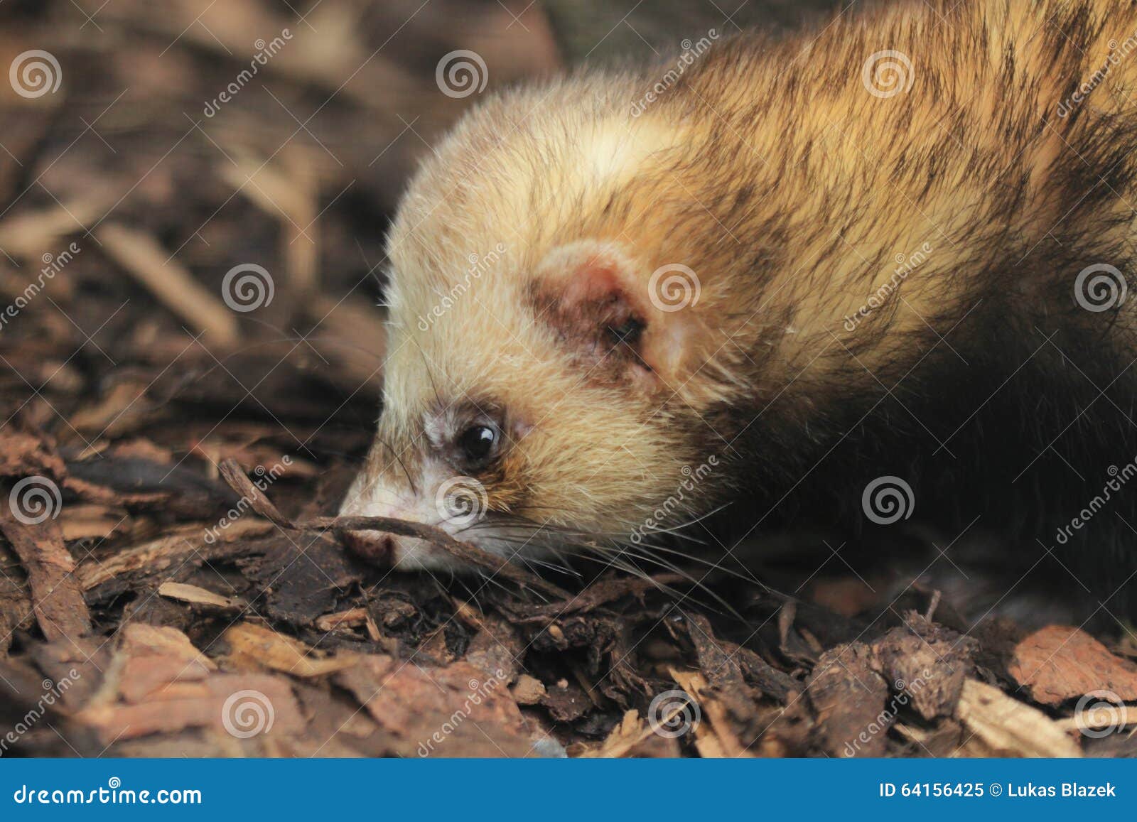 European polecat stock image. Image of animal, polecat - 64156425