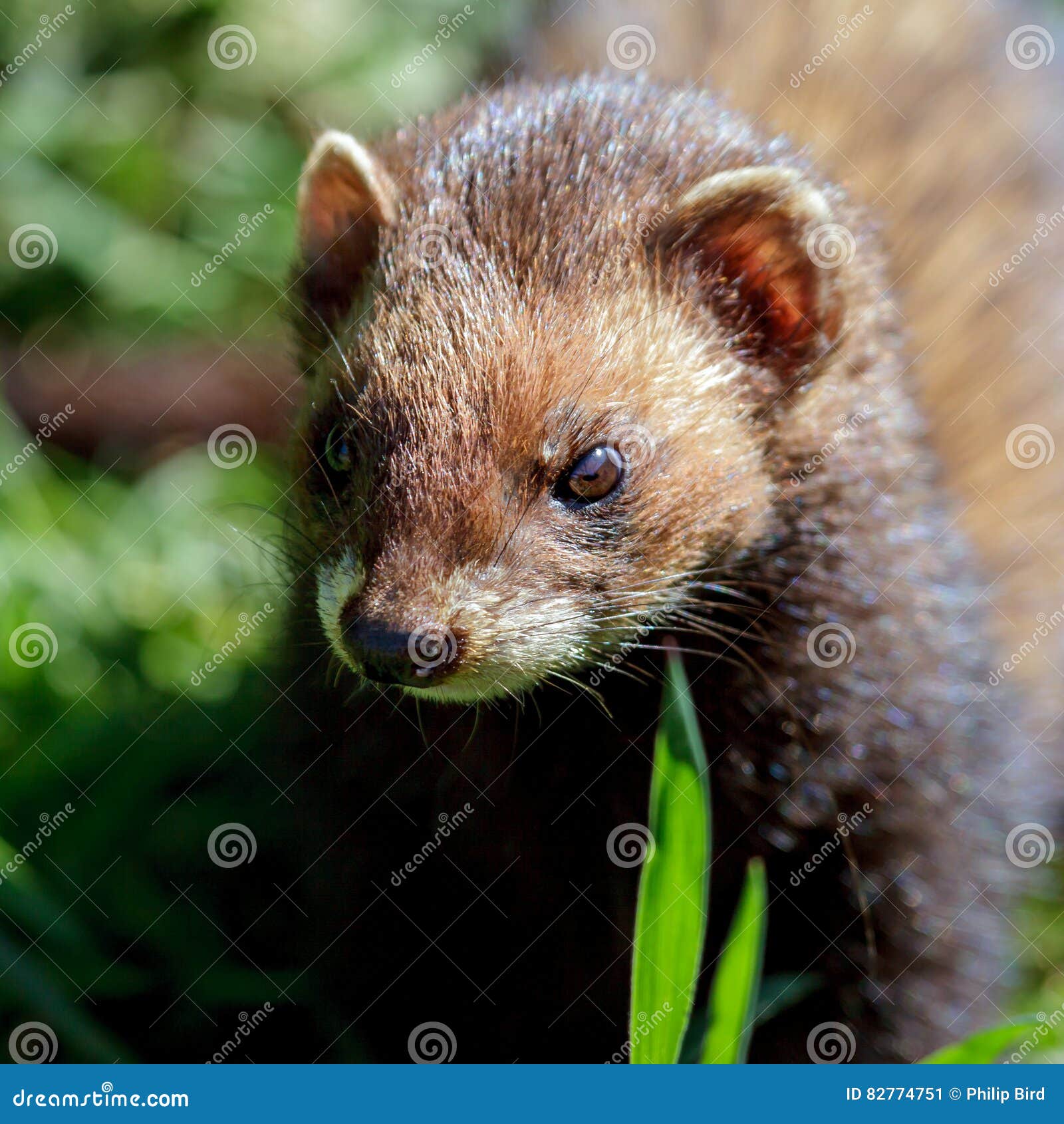 European Polecat Mustela Putorius Stock Image - Image of habitat, isles ...