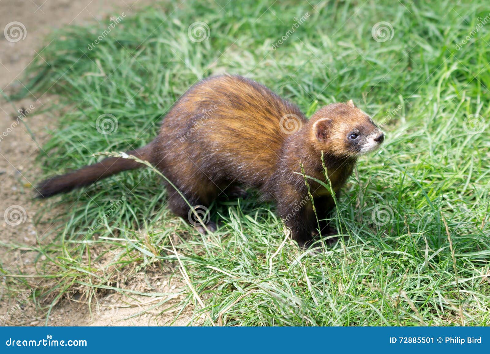 European Polecat (Mustela Putorius) Stock Image - Image of history ...