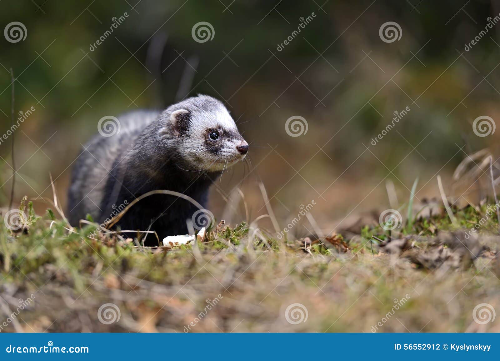 European polecat stock photo. Image of european, animal - 56552912