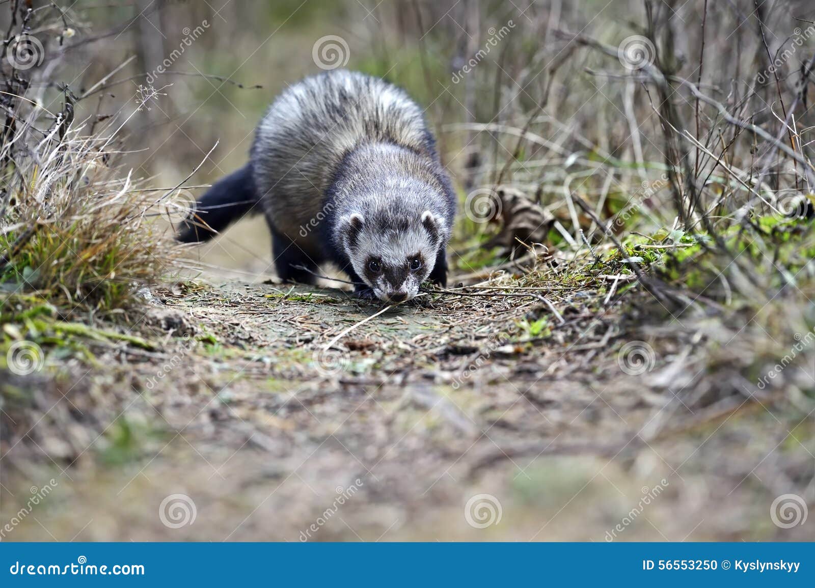 European polecat stock photo. Image of forest, polecat - 56553250