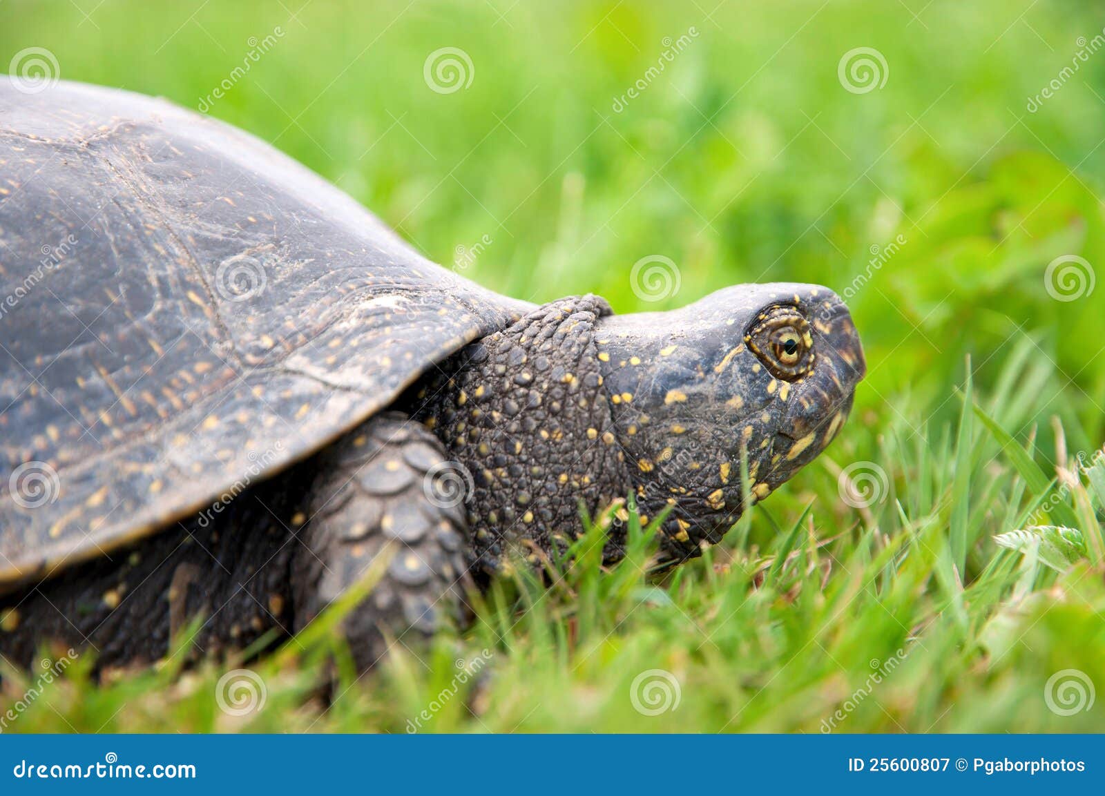 European pond turtle stock image. Image of threatened - 25600807