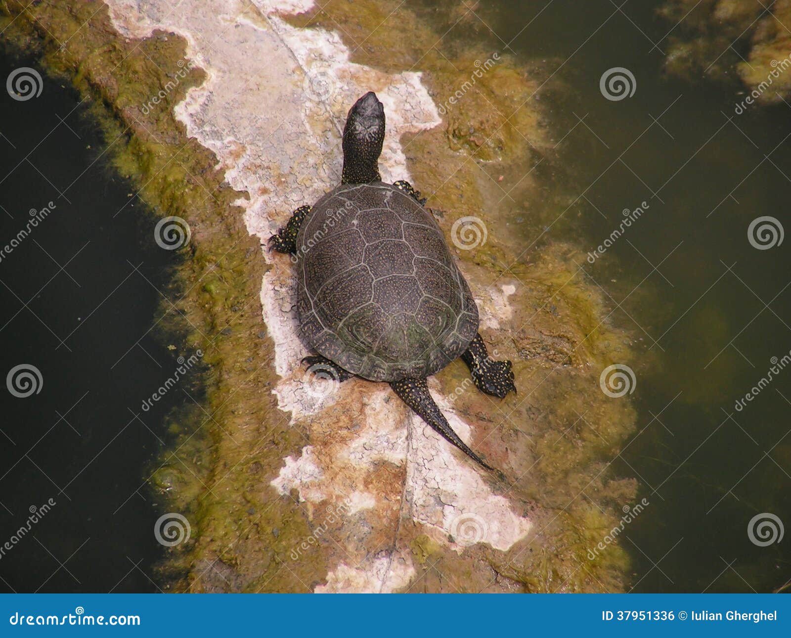 European Pond Turtle stock photo. Image of european, orbicularis - 37951336