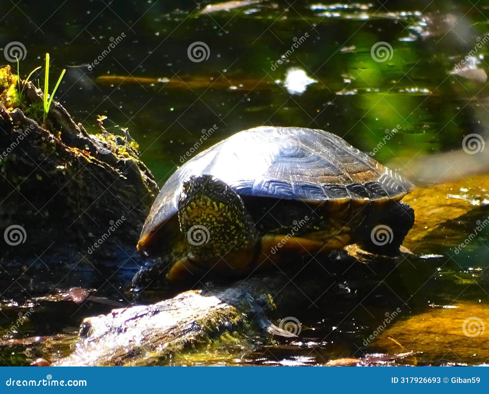 European Pond Turtle, Brenne Turtle, Marsh Turtle or Mud Turtle Stock ...