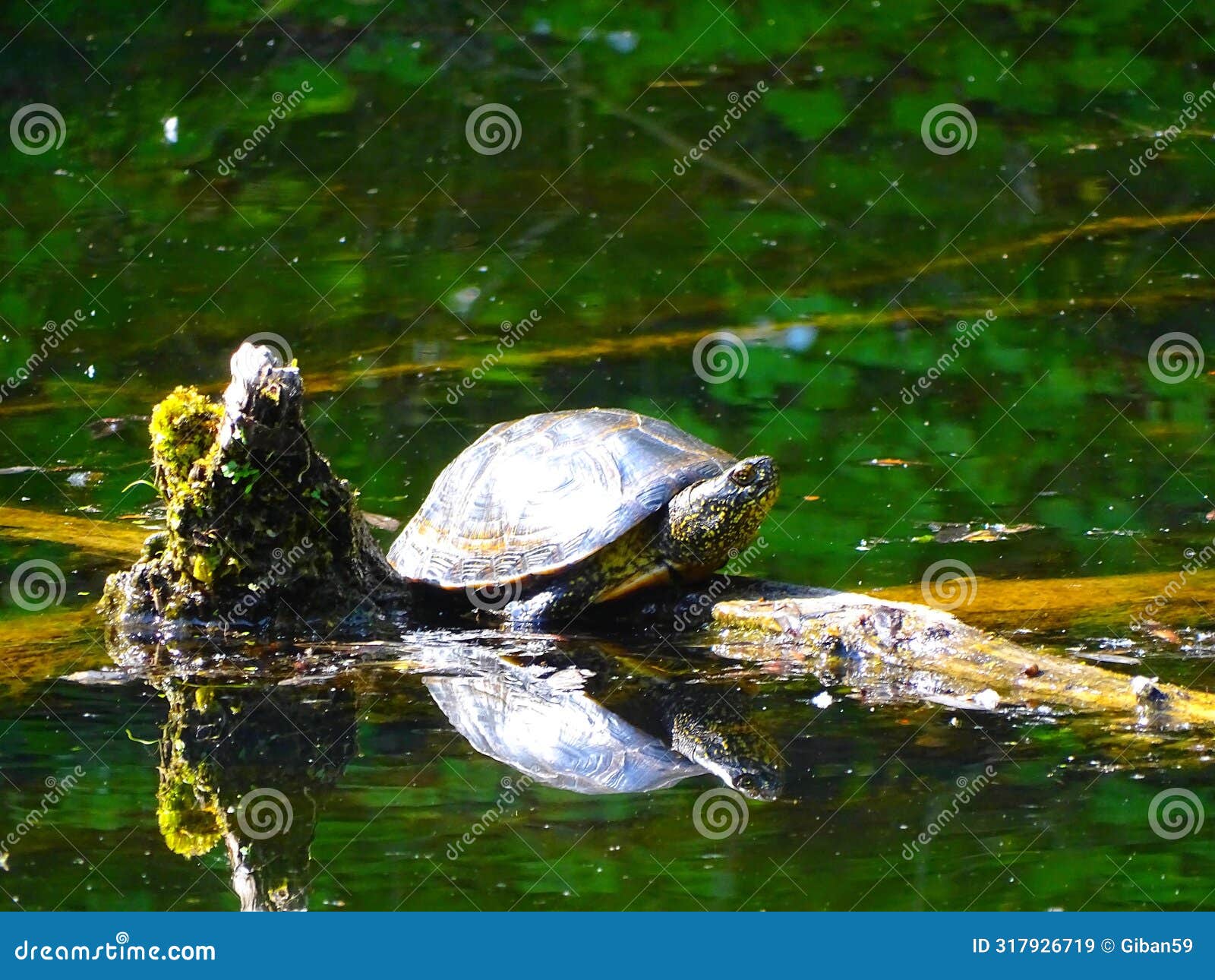 European Pond Turtle, Brenne Turtle, Marsh Turtle or Mud Turtle Stock ...