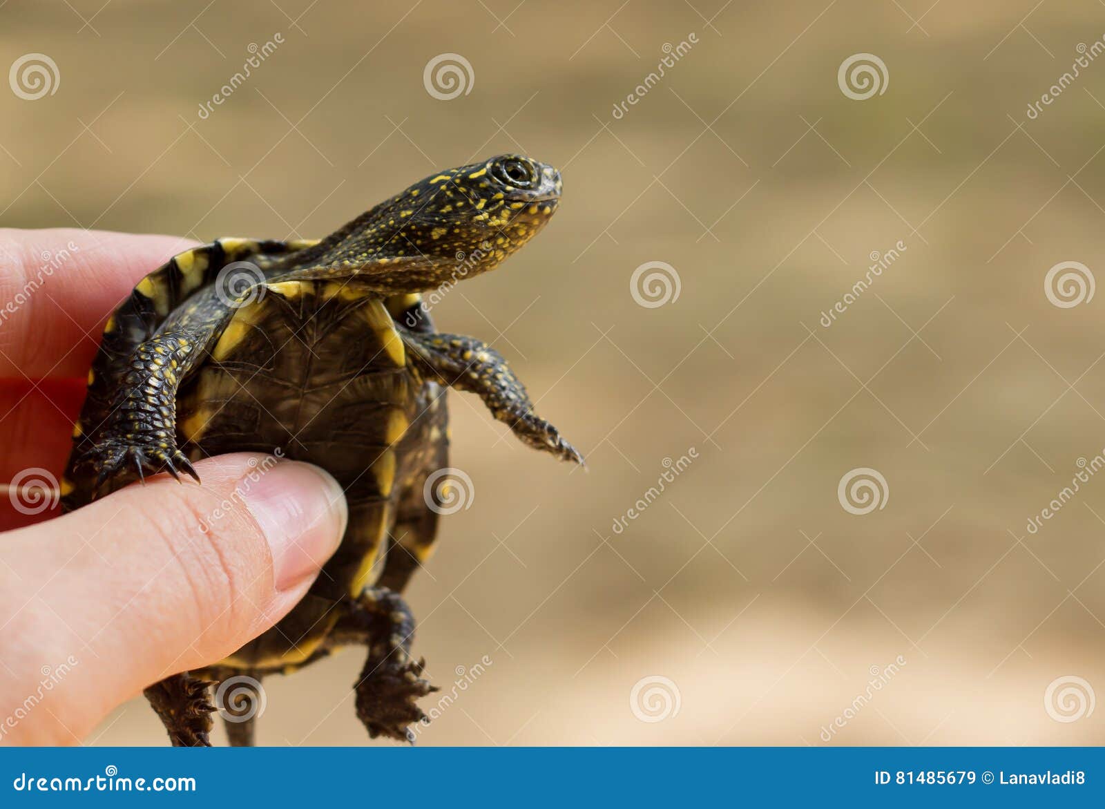 European Pond Turtle in the Hand Stock Image - Image of outdoors, slow ...