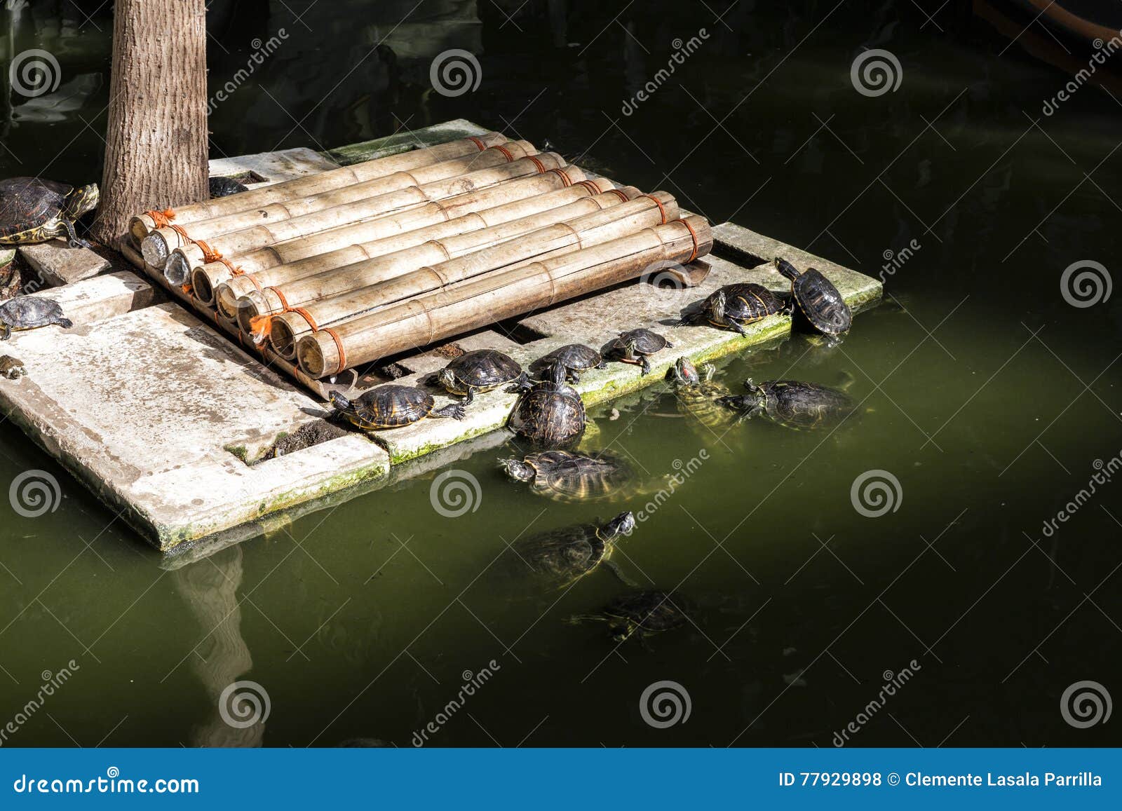 European Pond Turtle Resting on a Platform Stock Photo - Image of green ...