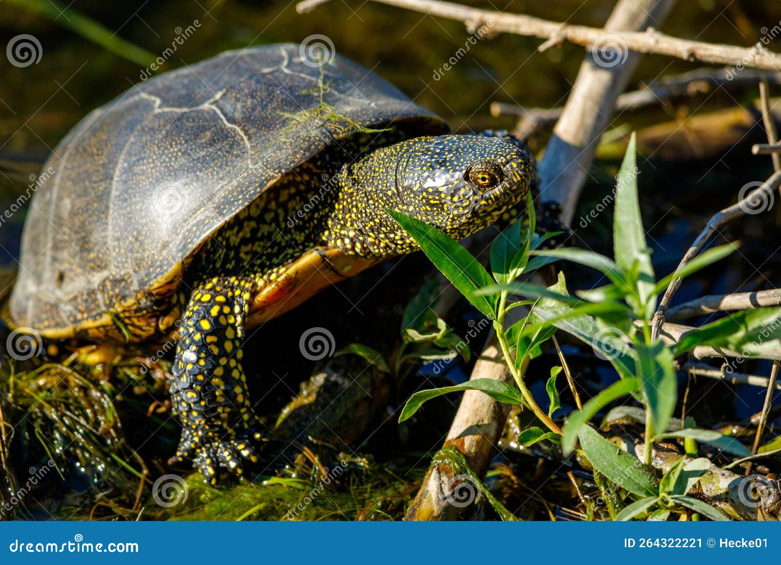 A European Pond Turtle in the Swamps of the Danube Delta Stock Image ...