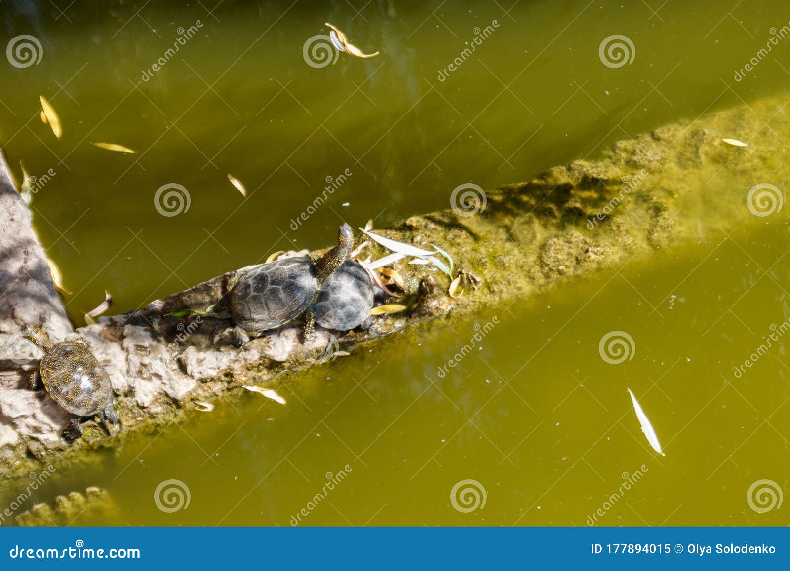 European pond turtles stock image. Image of brown, nature - 177894015