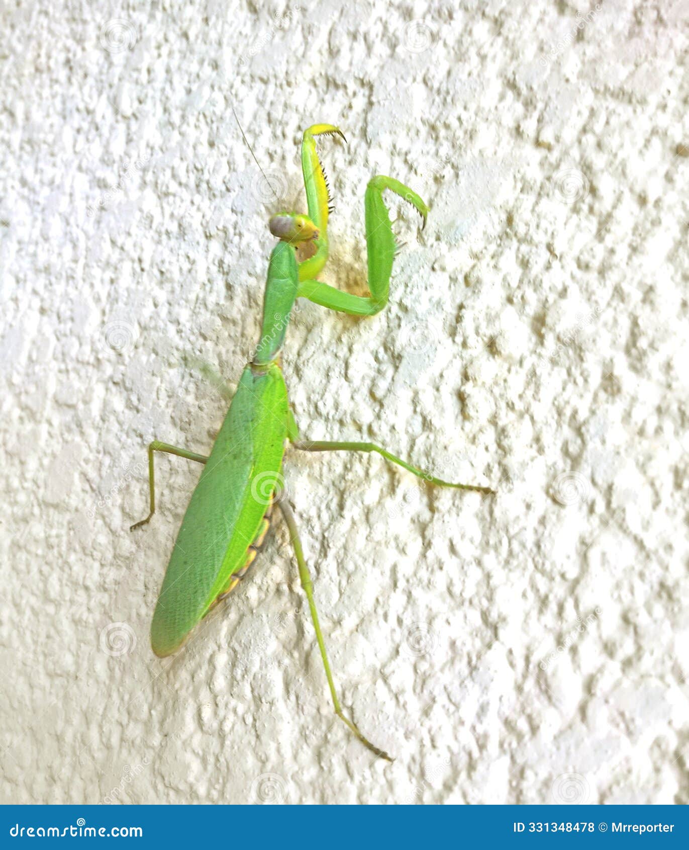 European Praying Mantis (Mantis Religiosa Stock Photo - Image of ...