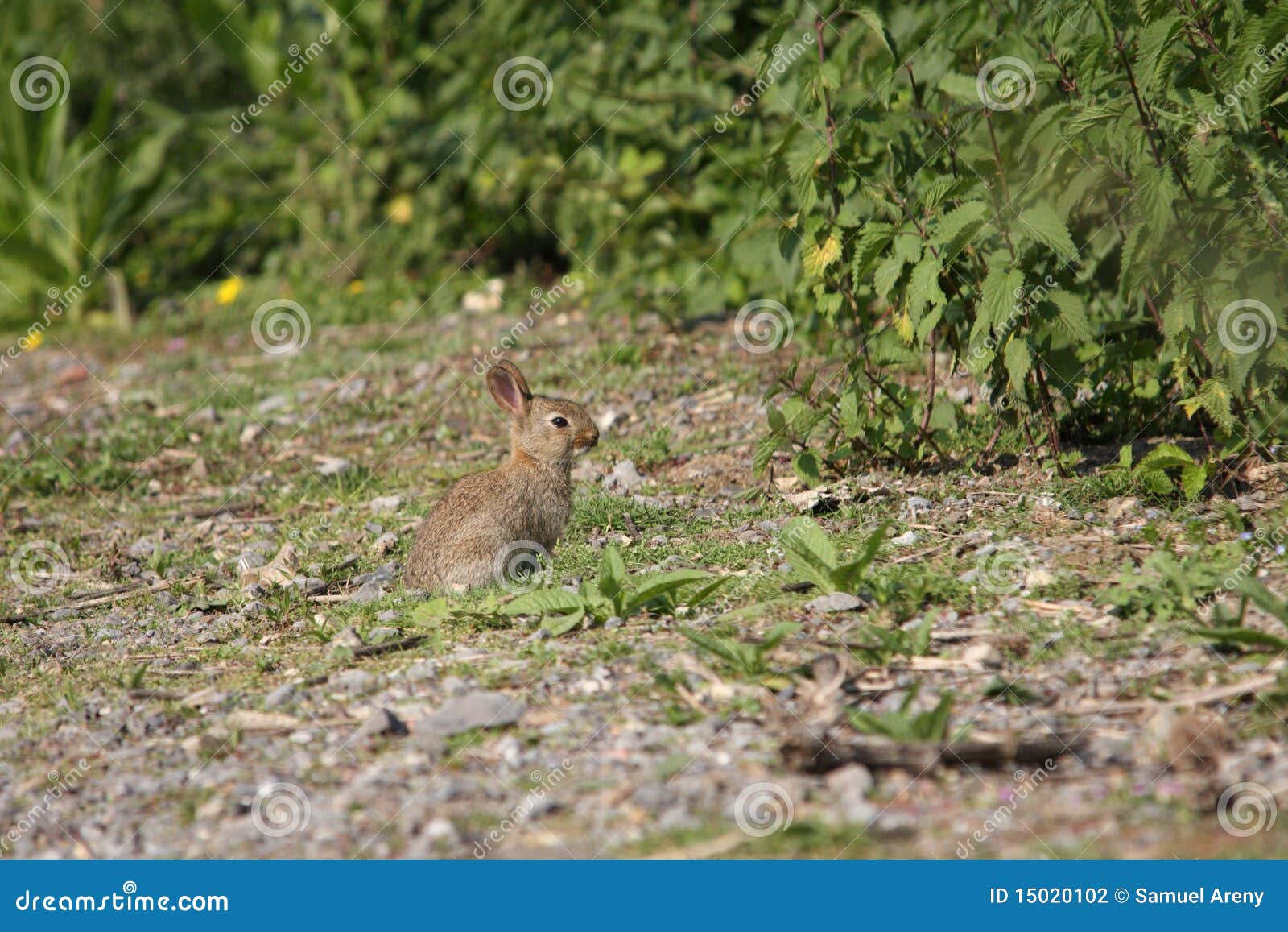 European Rabbit stock photo. Image of rabbit, wildlife - 15020102