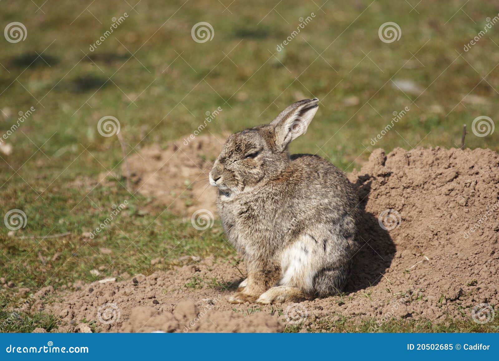 European Rabbit stock image. Image of orictolagus, european - 20502685