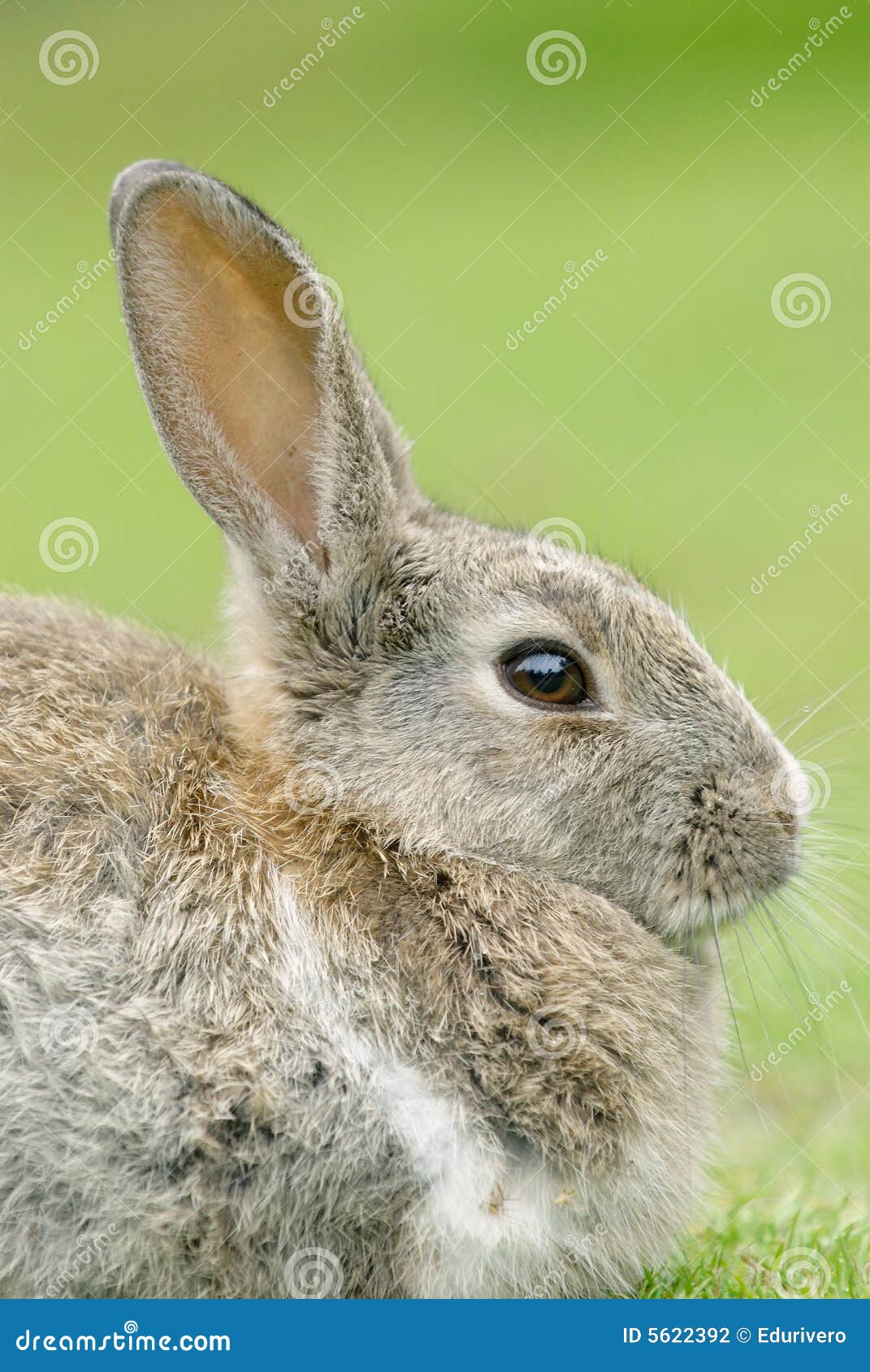 European Rabbit stock photo. Image of patagonia, argentina - 5622392