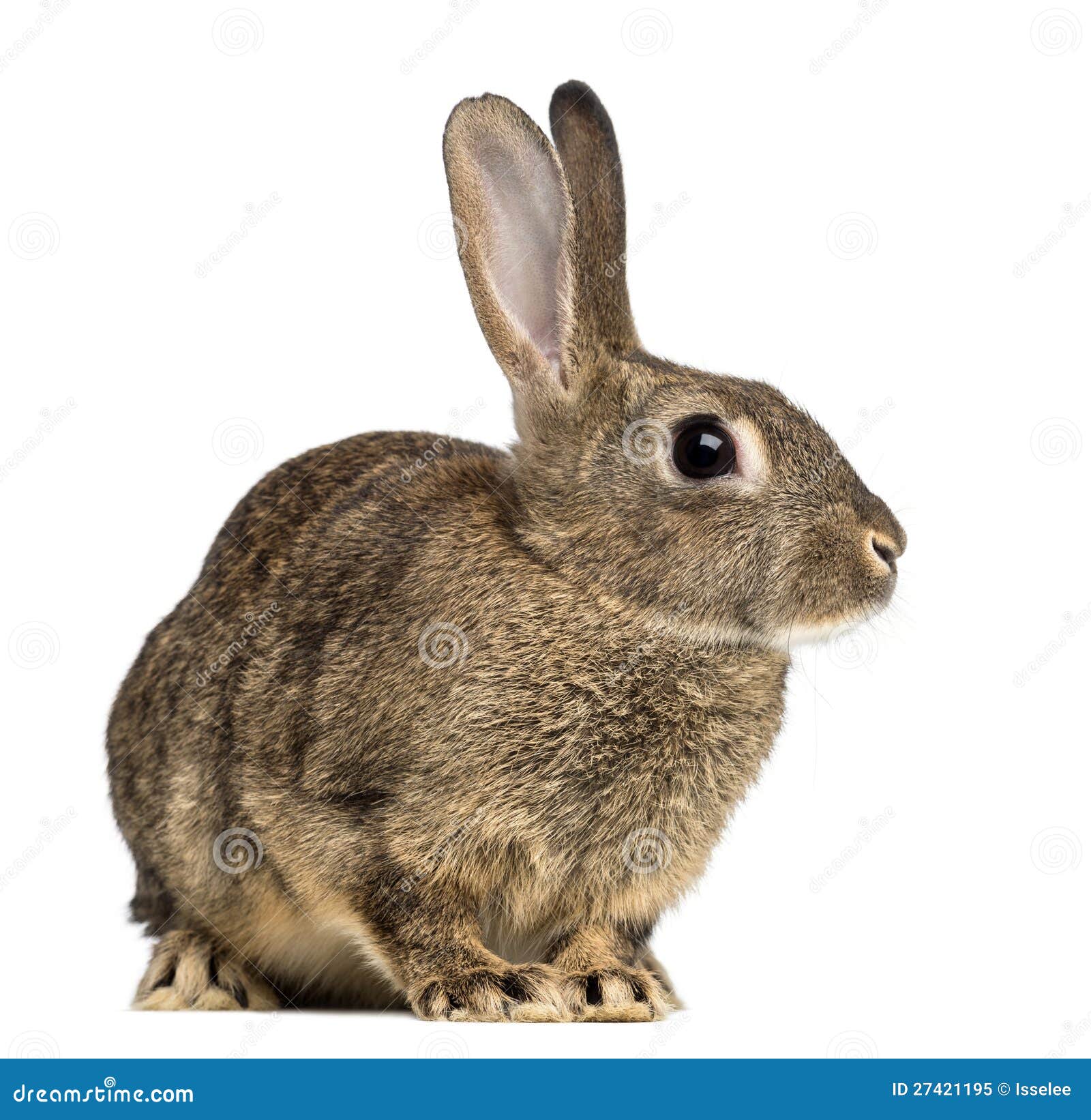 European Rabbit Or Common Rabbit, 3 Months Old, Oryctolagus Cuniculus ...