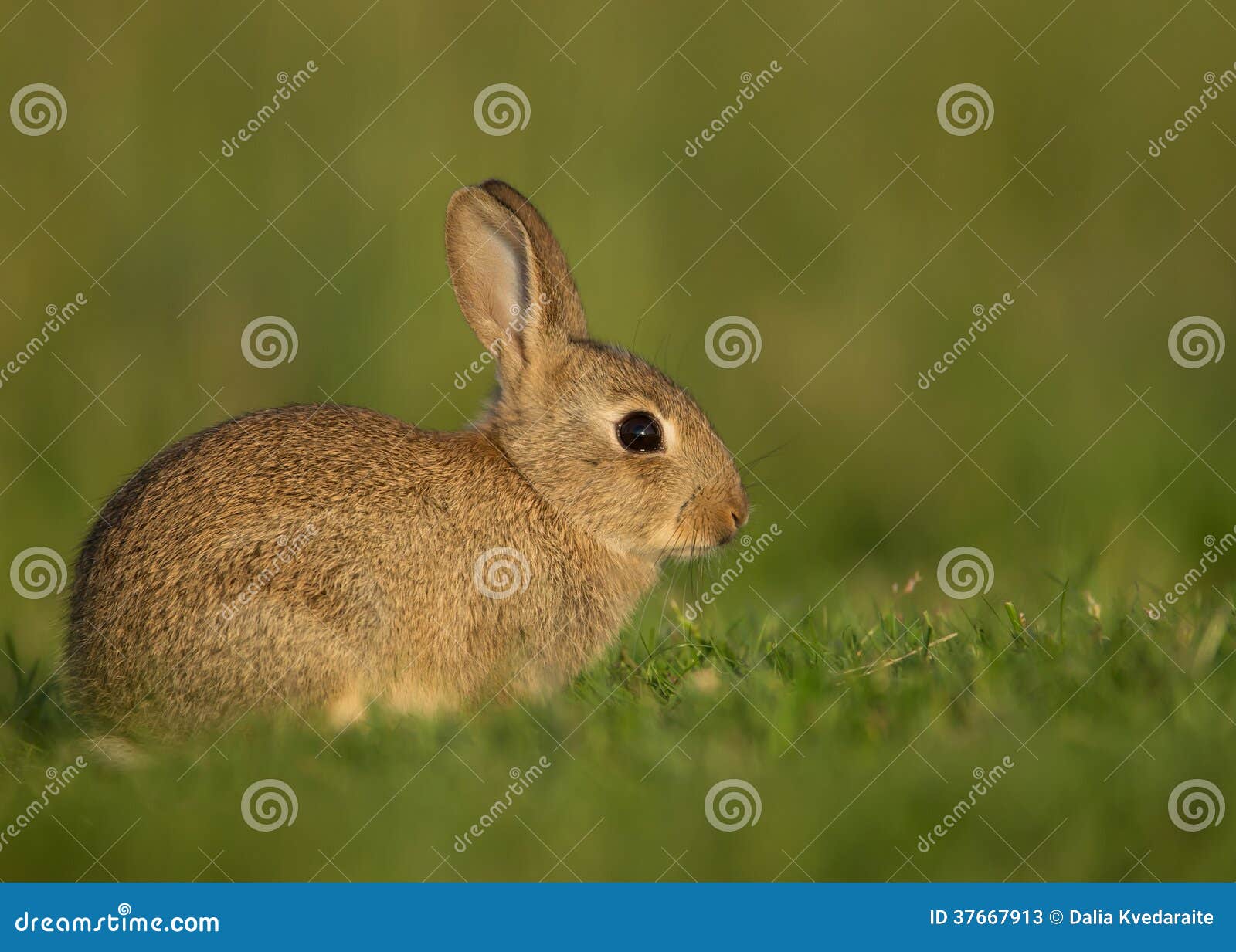 European Rabbit or Common Rabbit (Oryctolagus Cuniculus) Stock Image ...