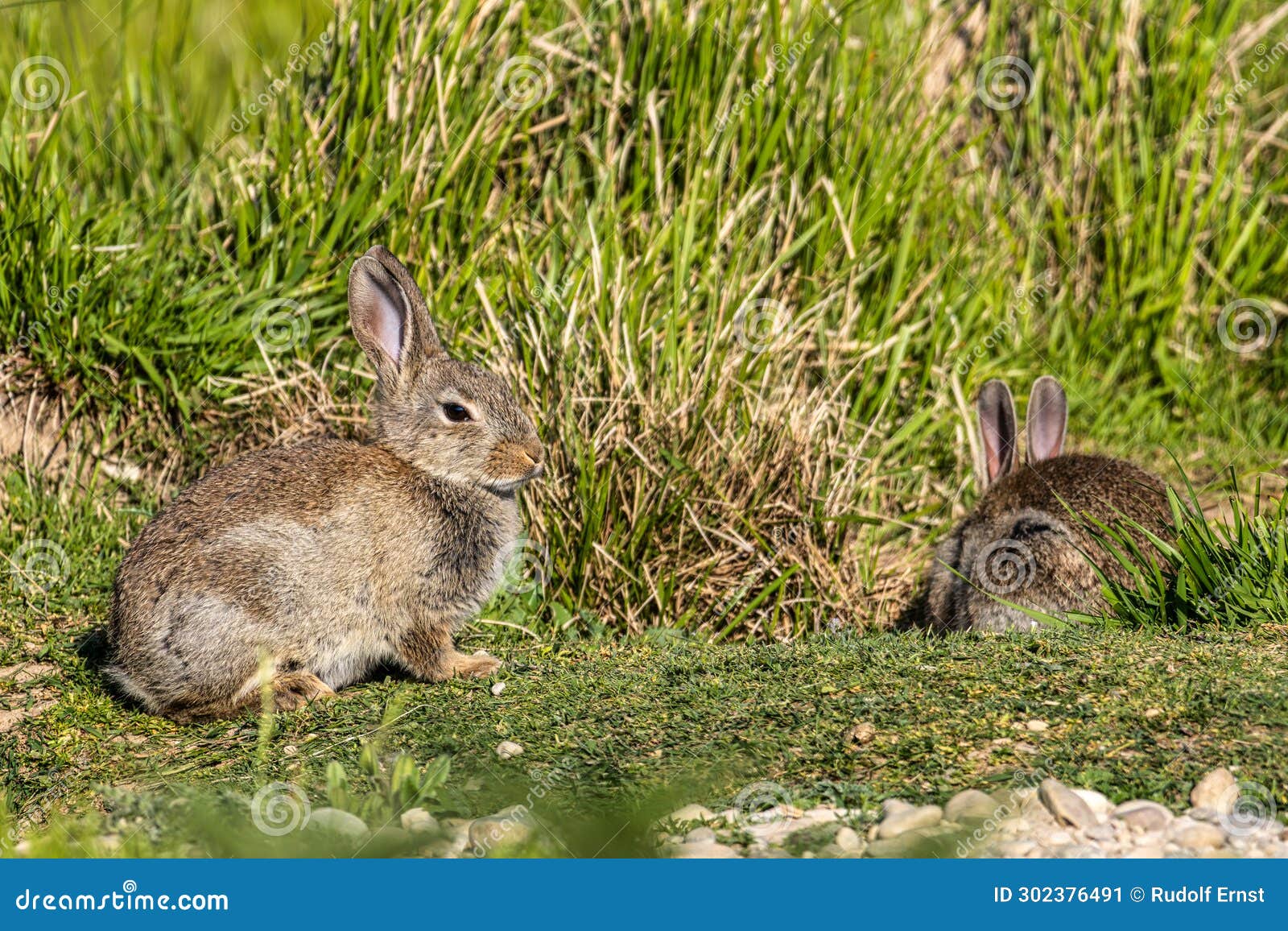 European Rabbit, Common Rabbit, Oryctolagus Cuniculus Sitting on a ...
