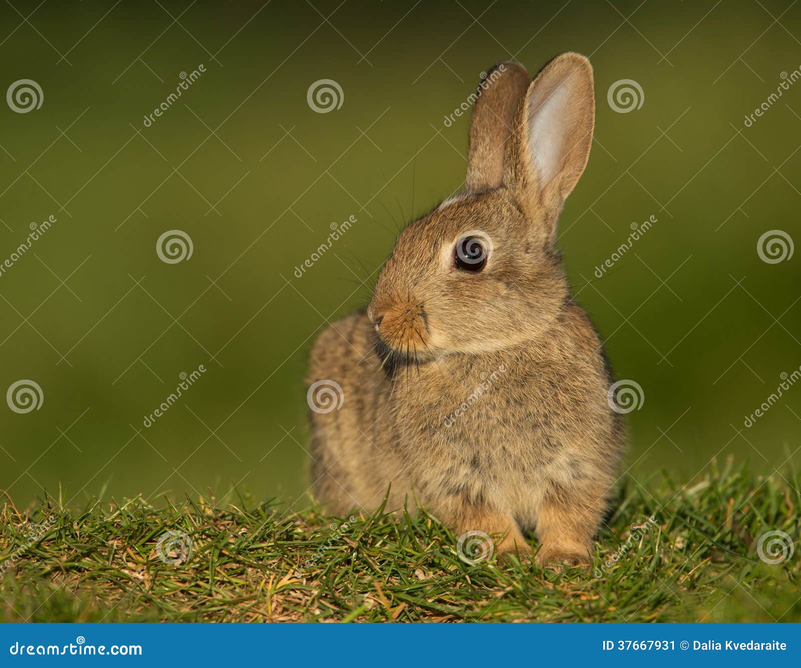 European Rabbit or Common Rabbit (Oryctolagus Cuniculus) Stock Image ...