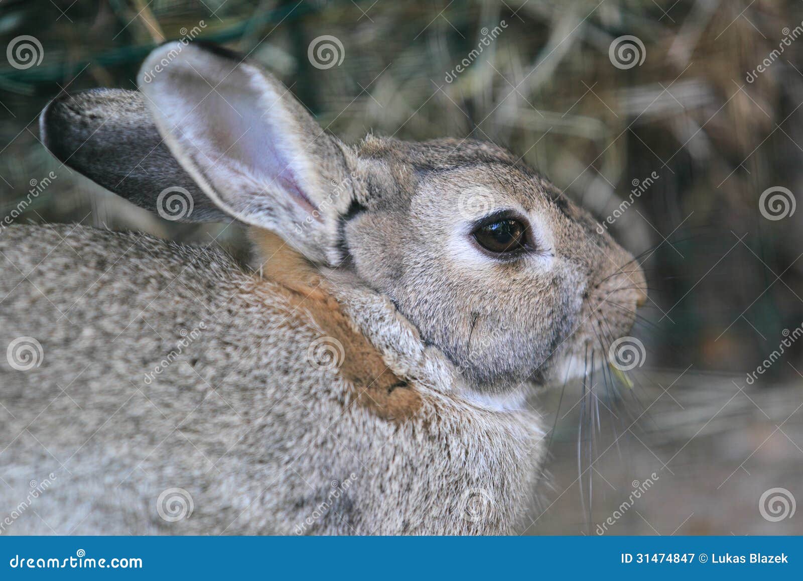 European rabbit stock image. Image of mammal, detail - 31474847