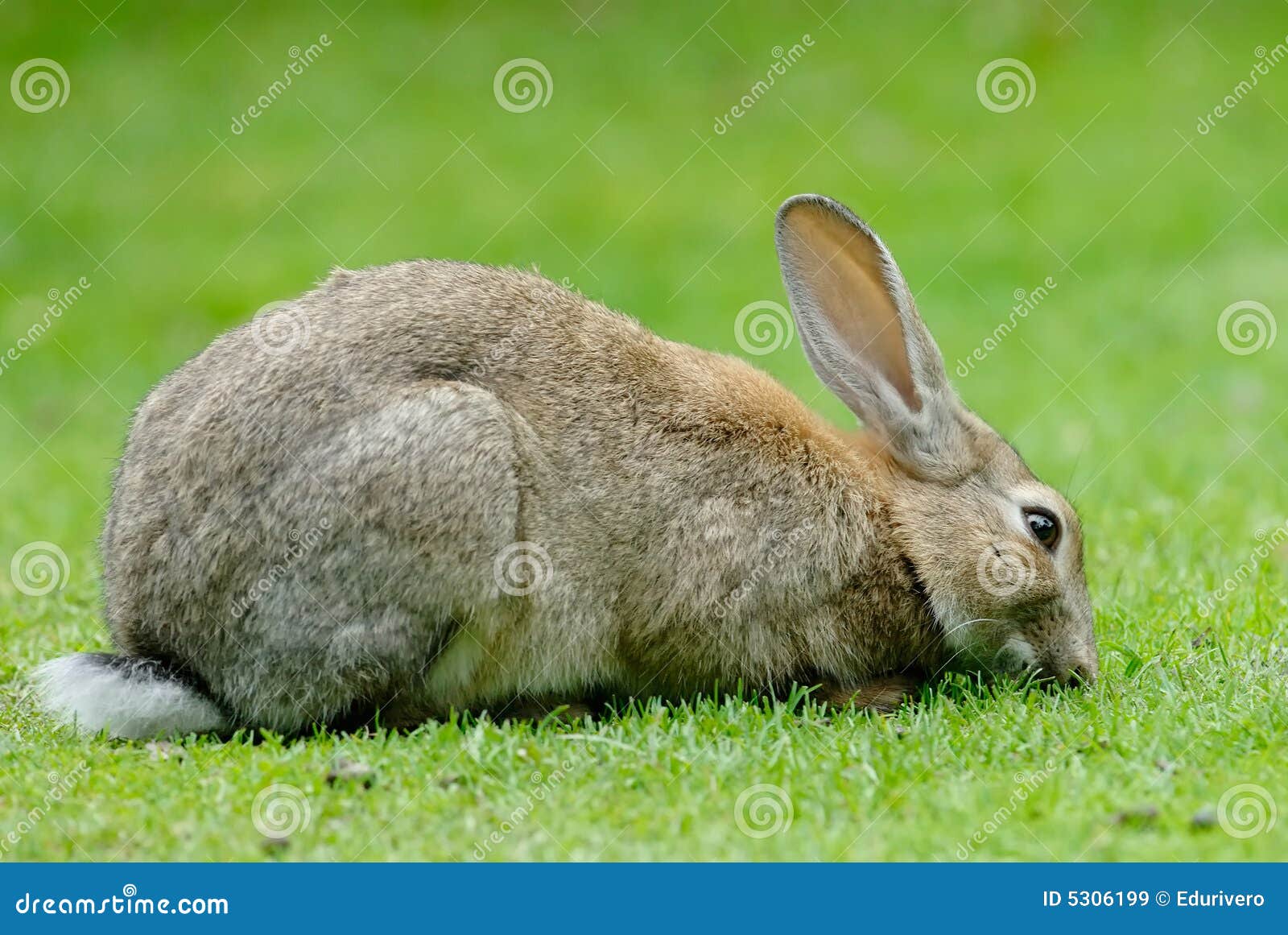 European Rabbit Or Common Rabbit, 3 Months Old, Oryctolagus Cuniculus ...