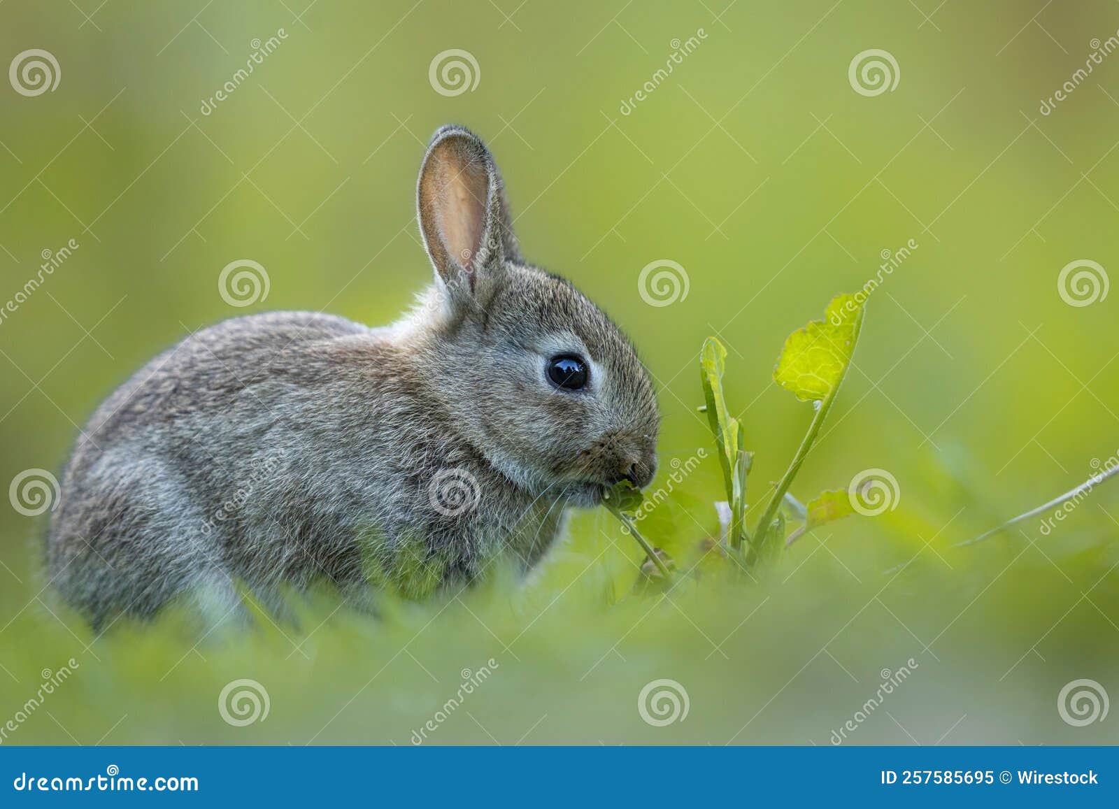 European Rabbit Eating the Green Leaves Stock Image - Image of animal ...