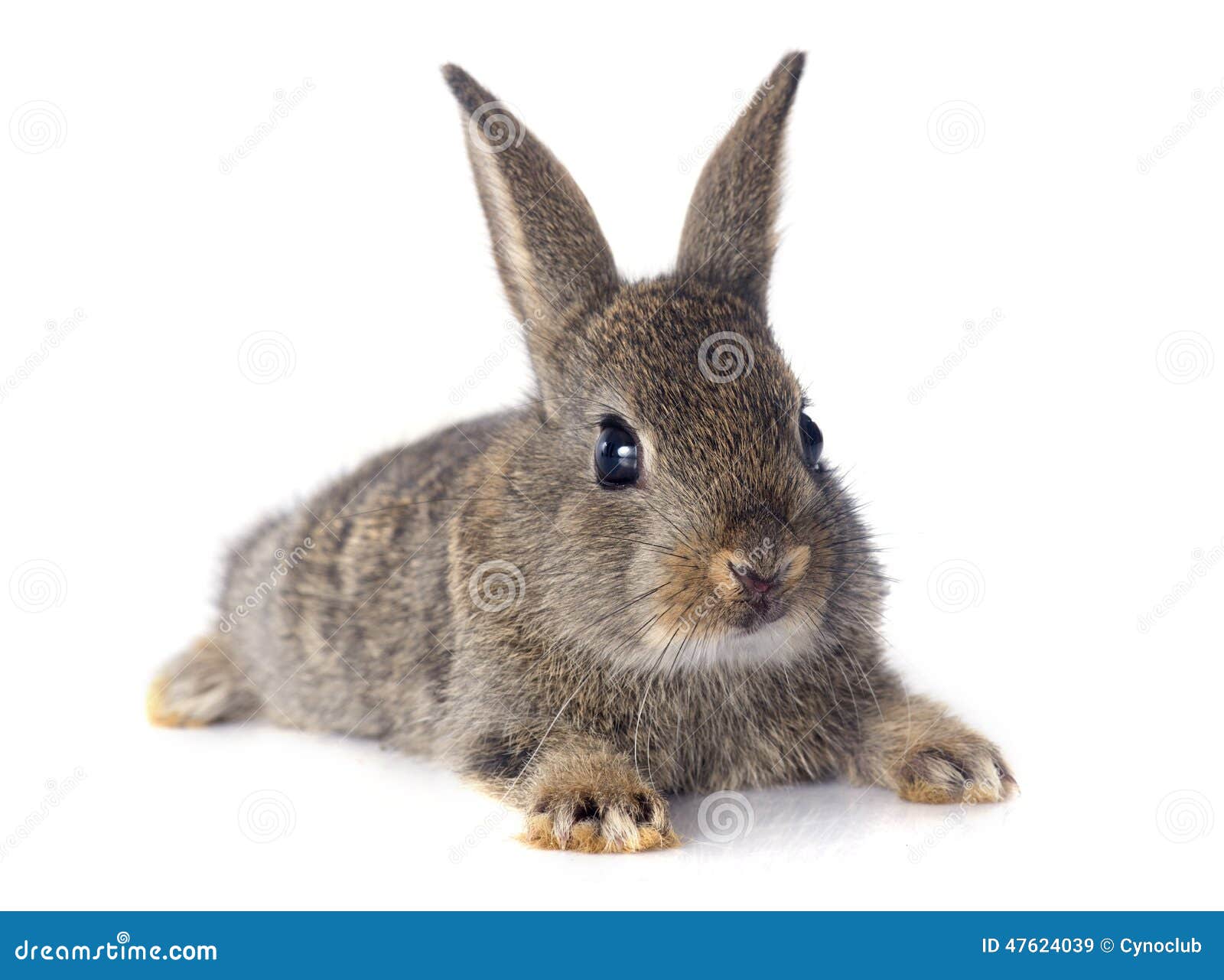 European rabbit stock image. Image of baby, wildlife - 47624039