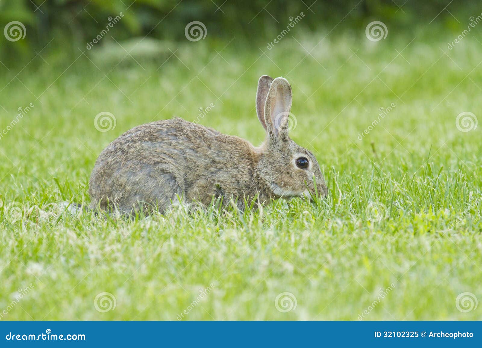 European rabbit stock image. Image of rabbit, european - 32102325