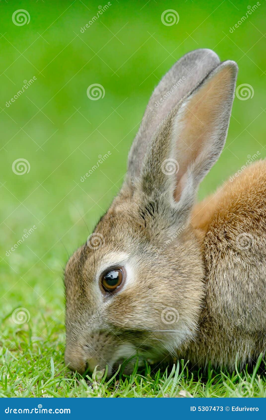 European Rabbit Head Detail Stock Image - Image of rabbit, europe: 5307473