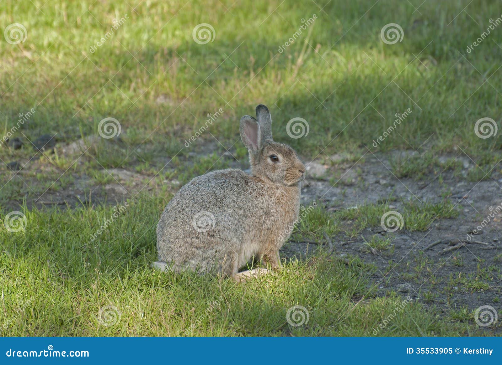 European rabbit stock image. Image of herbivorous, easter - 35533905