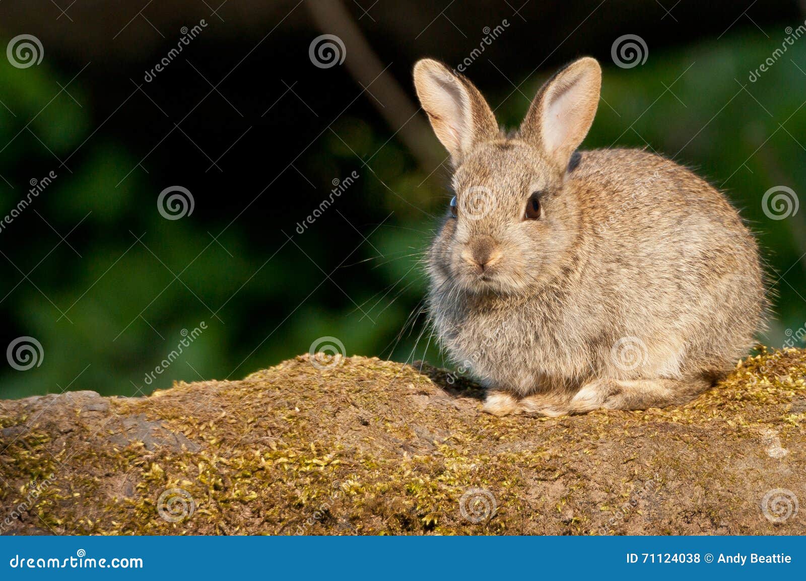 European Rabbit kitten stock photo. Image of oryctolagus - 71124038