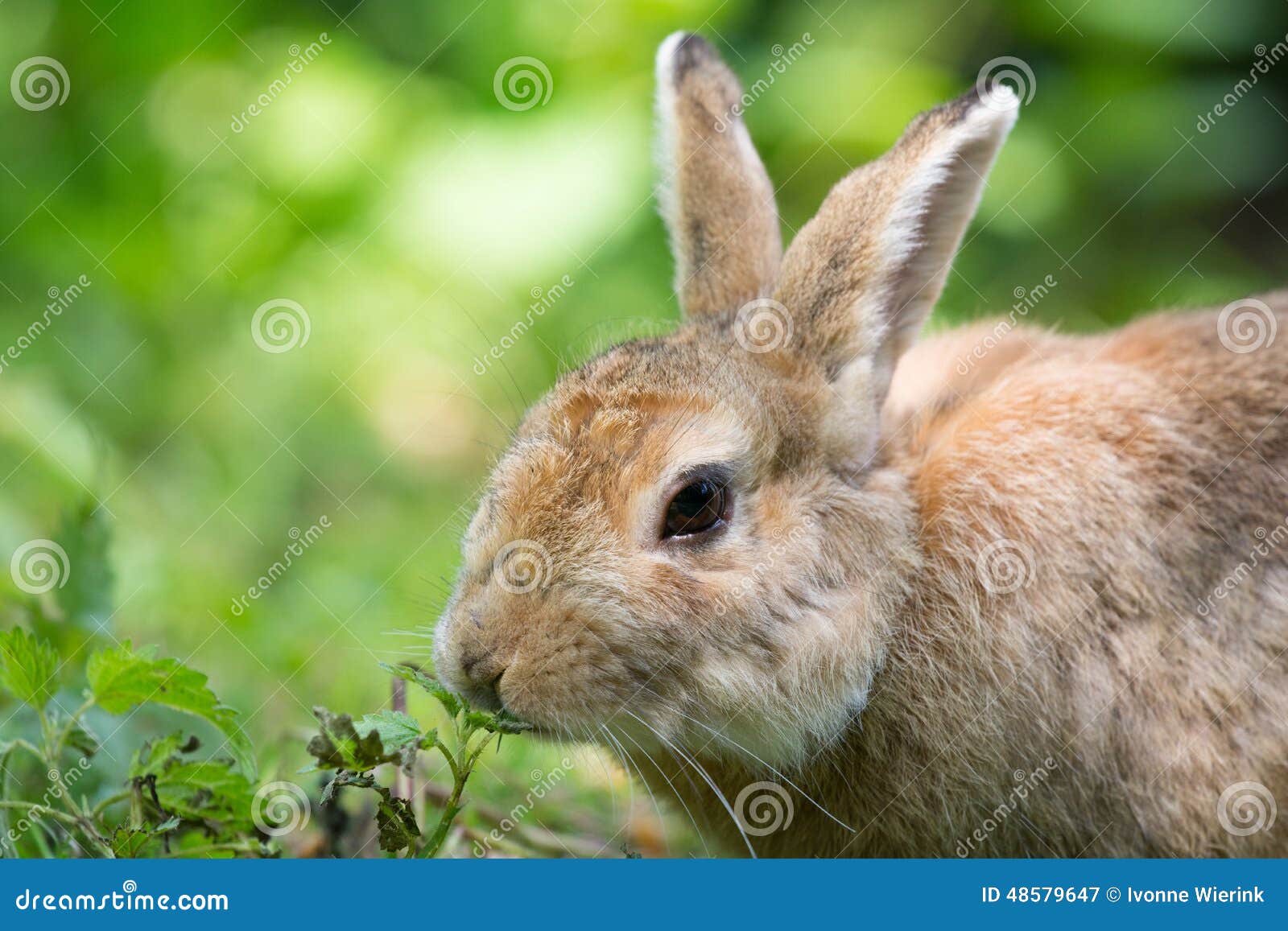 European rabbit stock image. Image of dunes, oryctolagus - 48579647