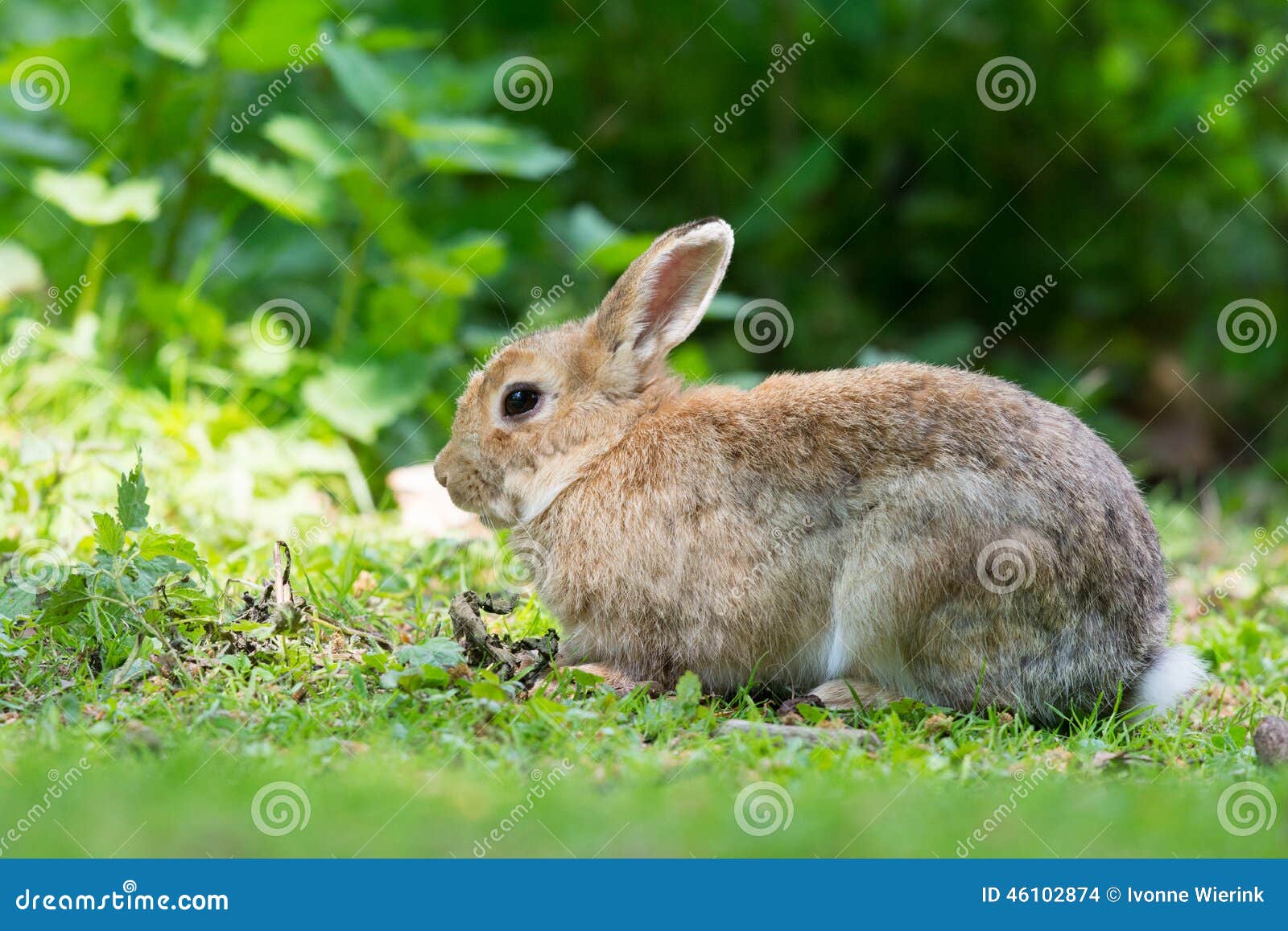 European rabbit stock photo. Image of oryctolagus, mammal - 46102874
