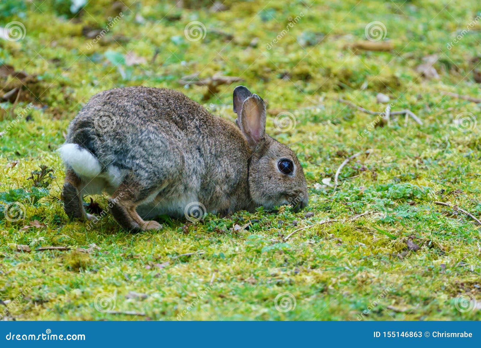 European Rabbit (Oryctolagus Cuniculus Stock Image - Image of animals ...