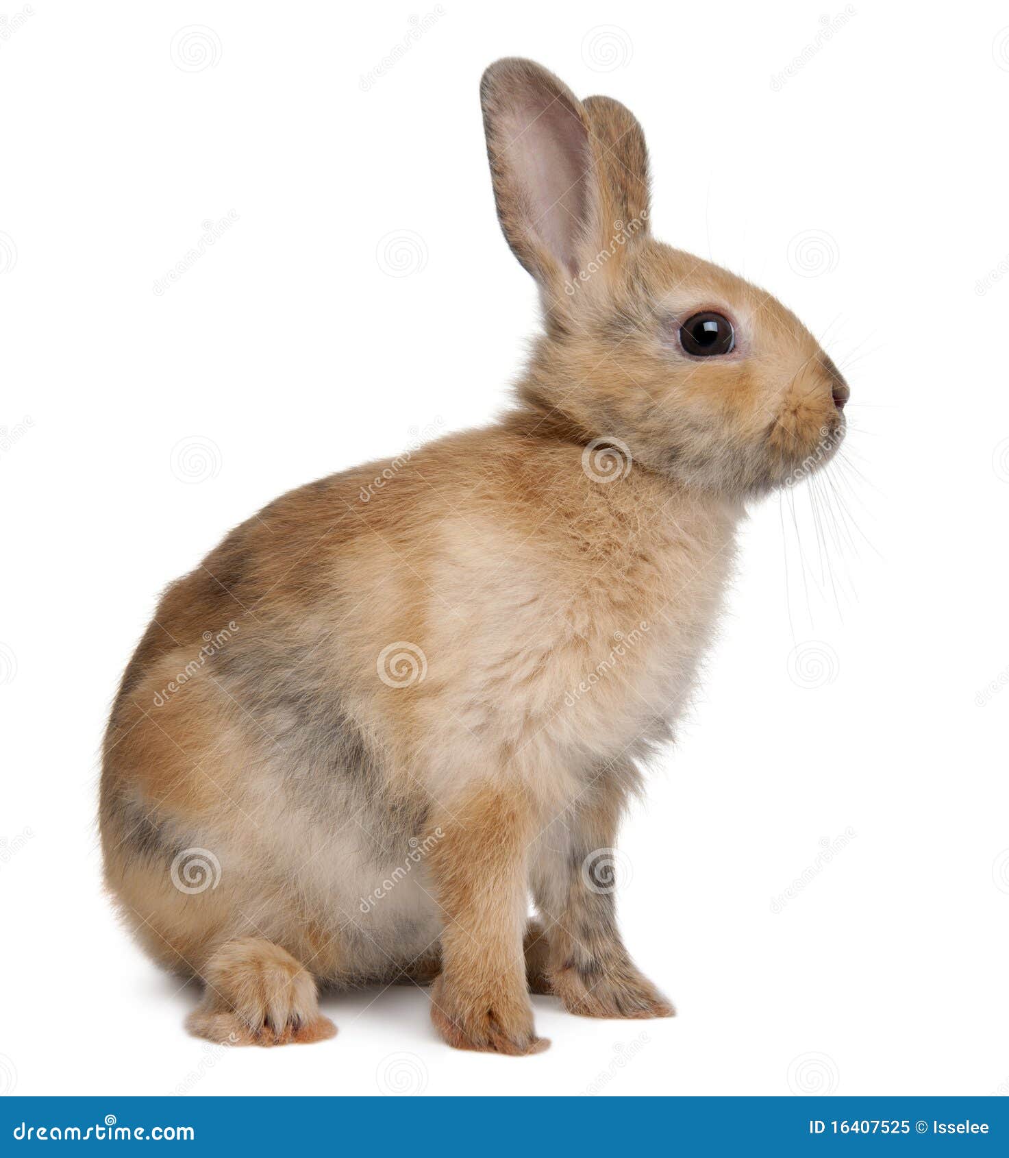 European Rabbit Scientifically Known As Oryctolagus Cuniculus Running ...