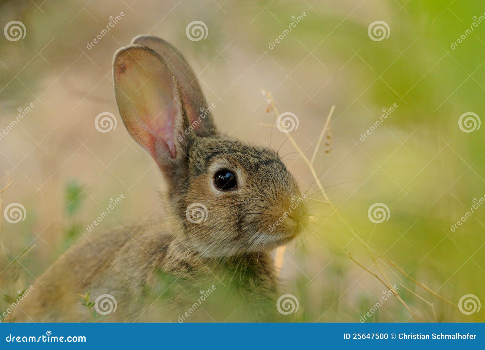 European Rabbit (Oryctolagus Cuniculus) Stock Photo - Image of bunny ...