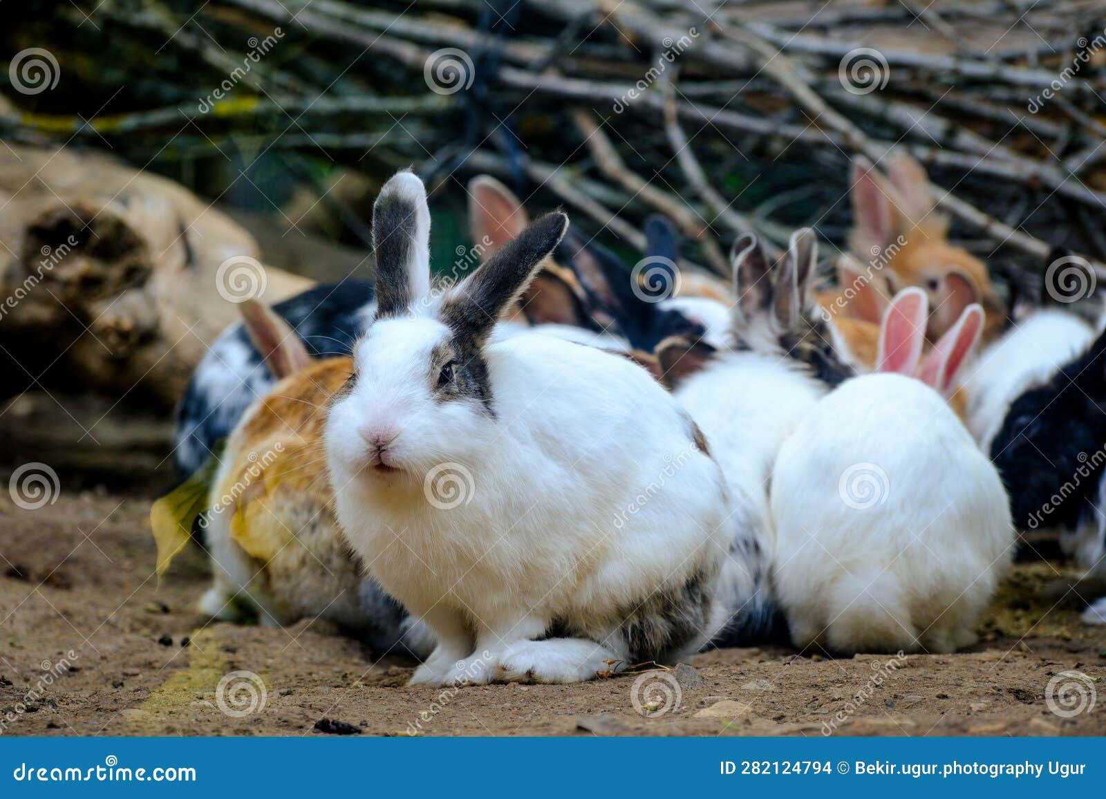 European Rabbit (oryctolagus Cuniculus) Stock Photo - Image of animal ...
