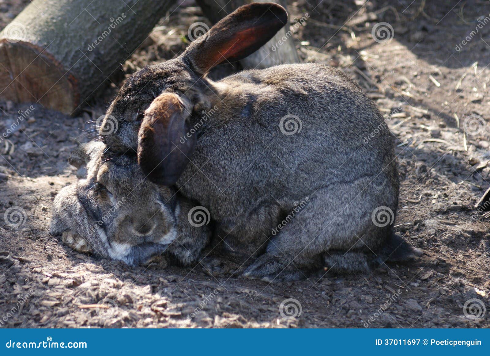 European Rabbit - Oryctolagus Cuniculus Stock Image - Image of eared ...