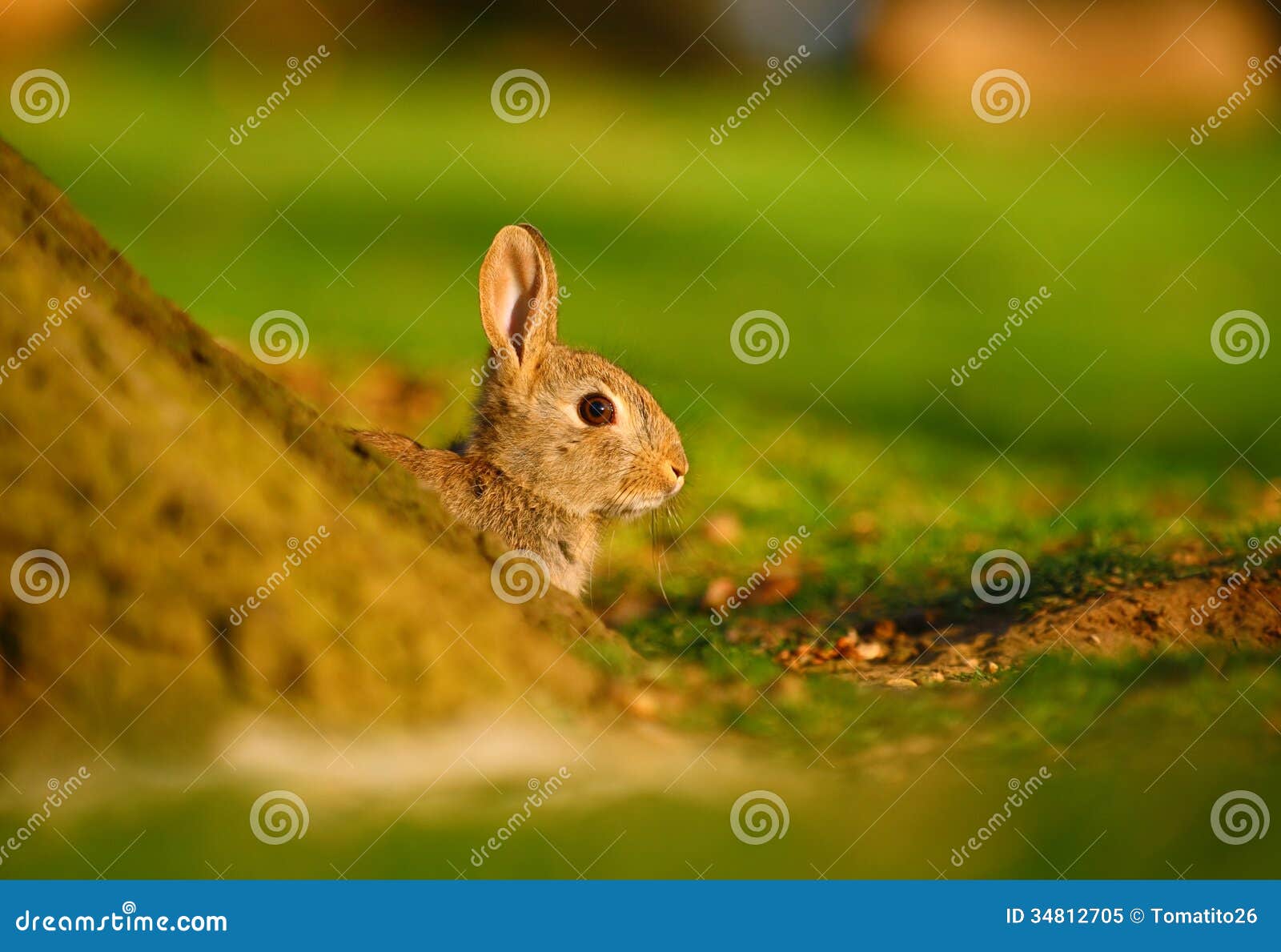 European Rabbit (Oryctolagus Cuniculus) Behind the Tree Stock Image ...