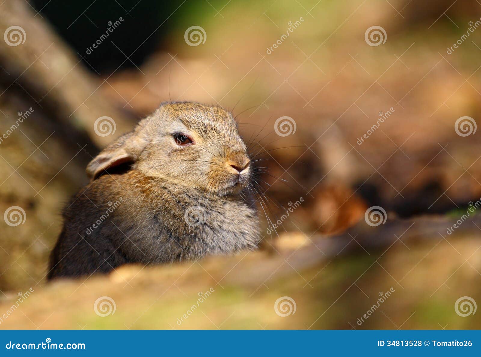 European Rabbit (Oryctolagus Cuniculus) Stock Photo - Image of ...