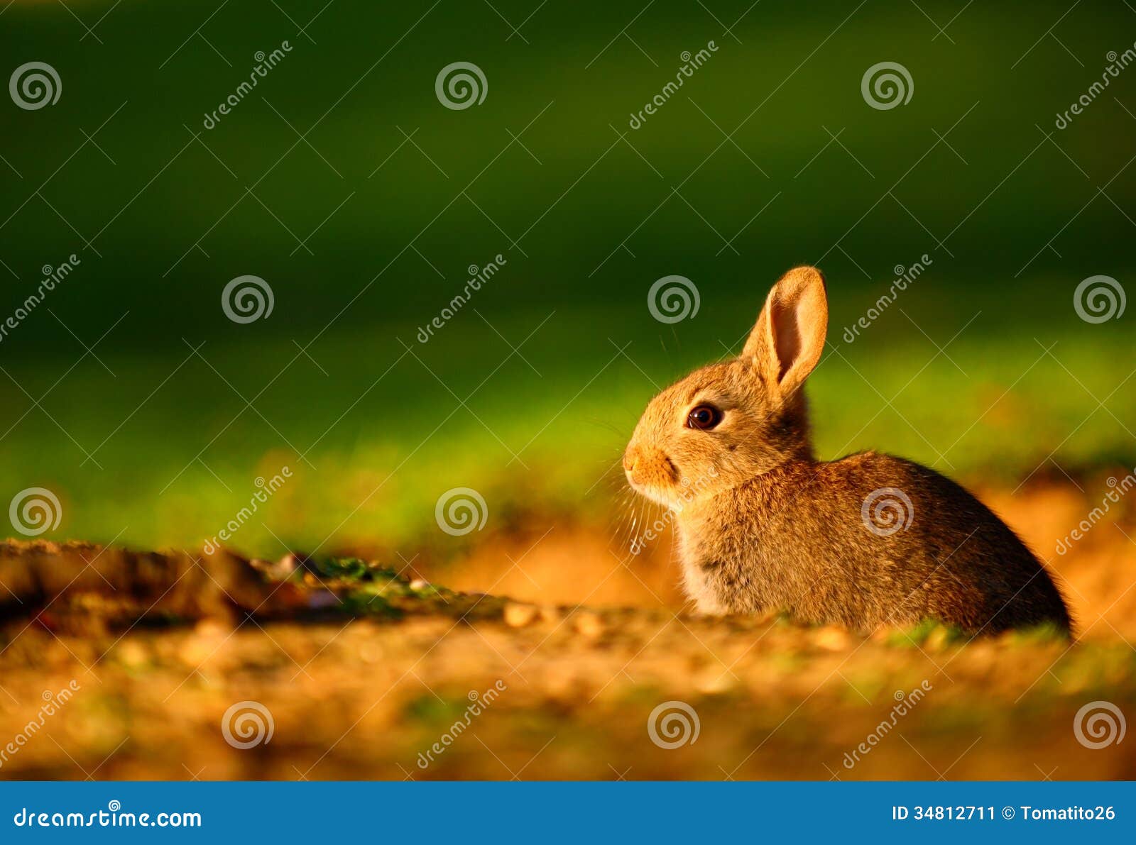 European Rabbit (Oryctolagus Cuniculus) in Sunset Stock Image - Image ...